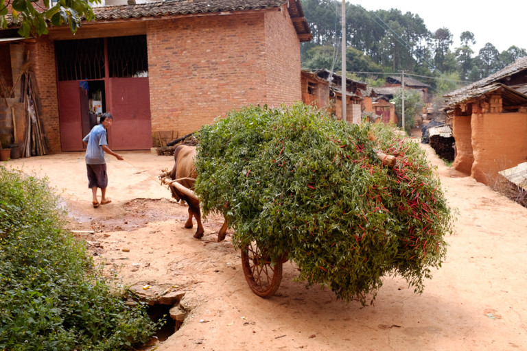 Stone Cow Village | China South of the Clouds
